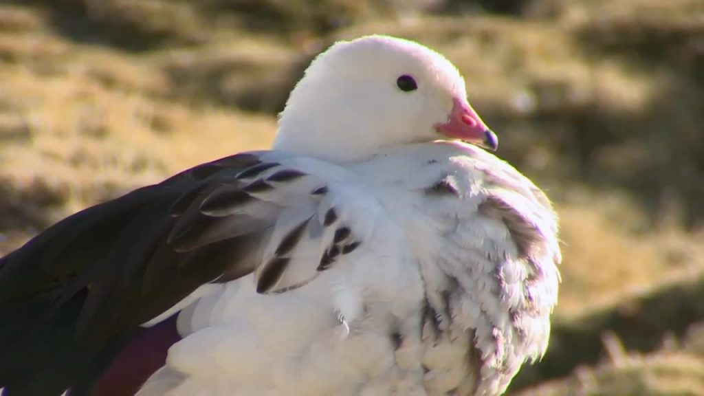 Diuca | Aves de Chile - CNTV Infantil