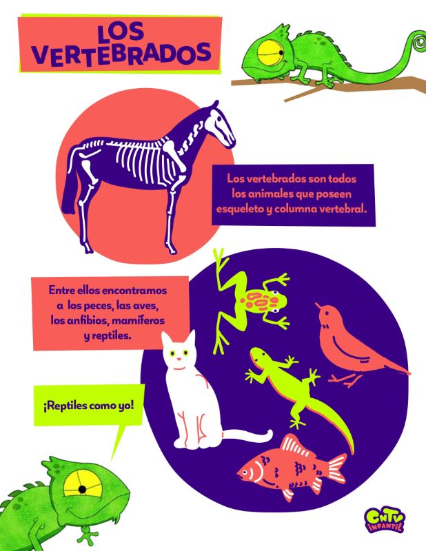 Infografía Los vertebrados - CNTV Infantil