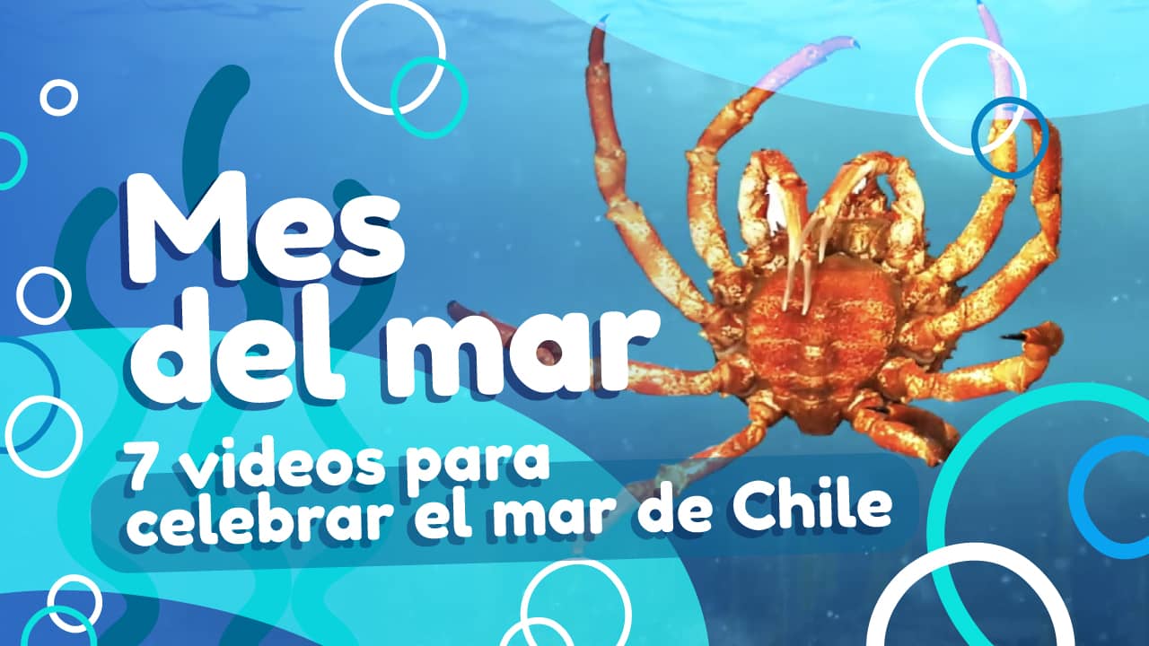 Mes del mar: 7 Videos para celebrar el mar de Chile - CNTV Infantil